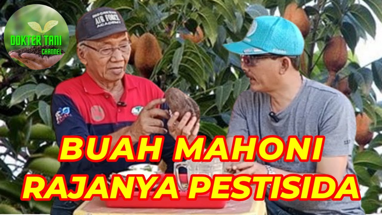 RAJANYA PESTISIDA DARI BIJI MAHONI || Ulat Grayak - Plutella Xilostella ...