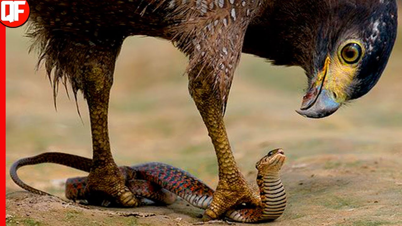 QUANDO A ÁGUIA ATACA A COBRA!! - YouTube