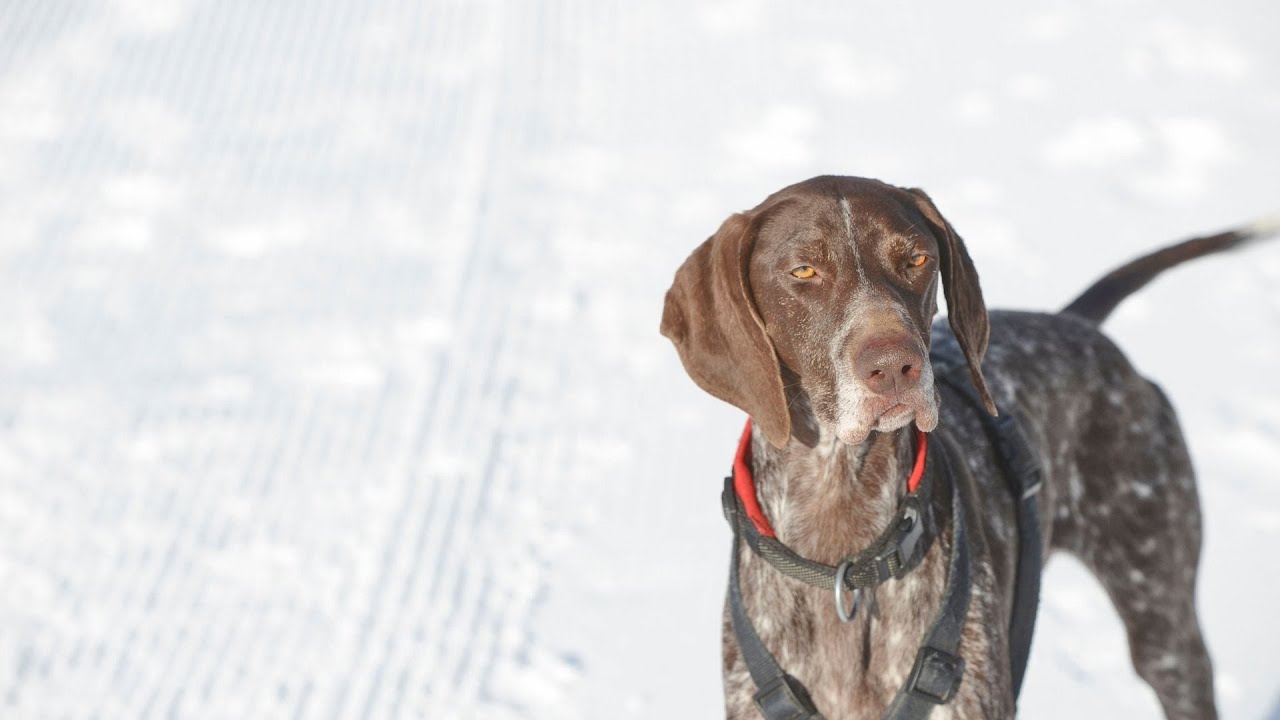 The Versatile and Adaptable German Wirehaired Pointer: Working Dog or ...