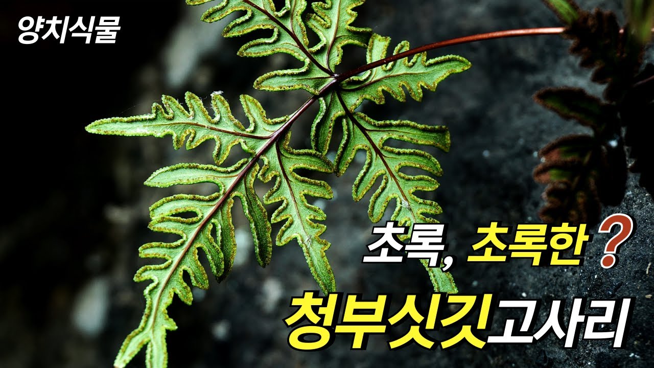 퍼니의 양치식물, 초록, 초록한? 청부싯깃고사리, Cheilanthes argentea for. obscura (C.Chr ...