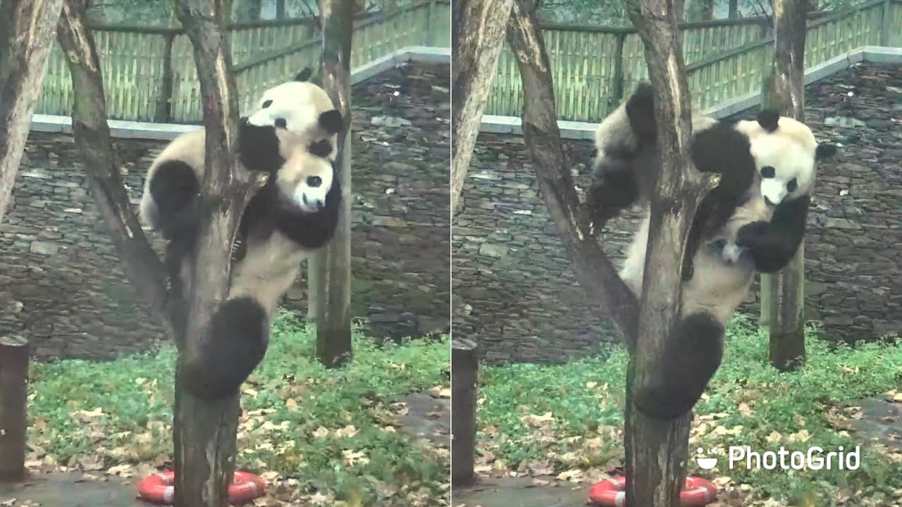 My Mom Is Bao Bao, Episode I 10-26-2022 - YouTube