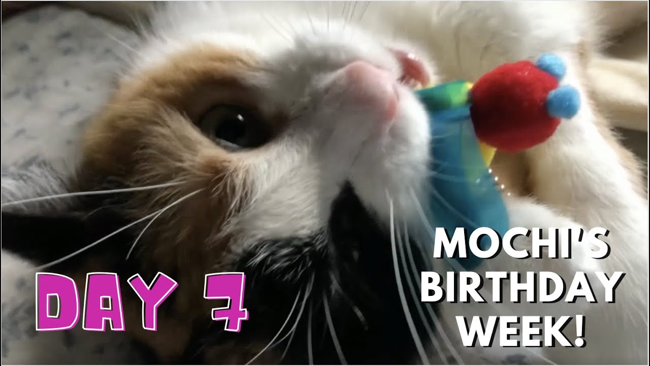 mochi's birthday week | day 7 - YouTube