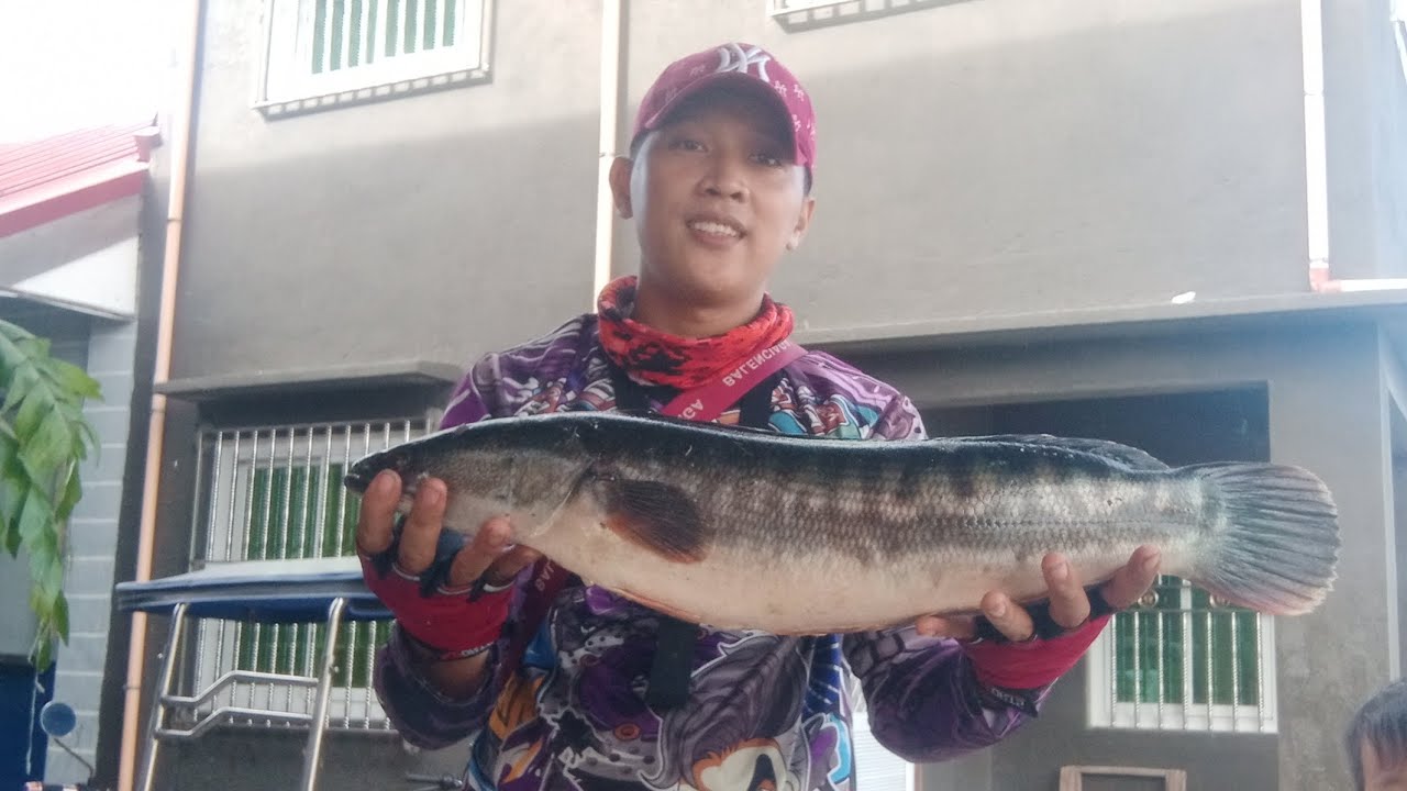 mamaw na snake head 2kalahating kilo... fish on, huli sa fishpond... pa ...