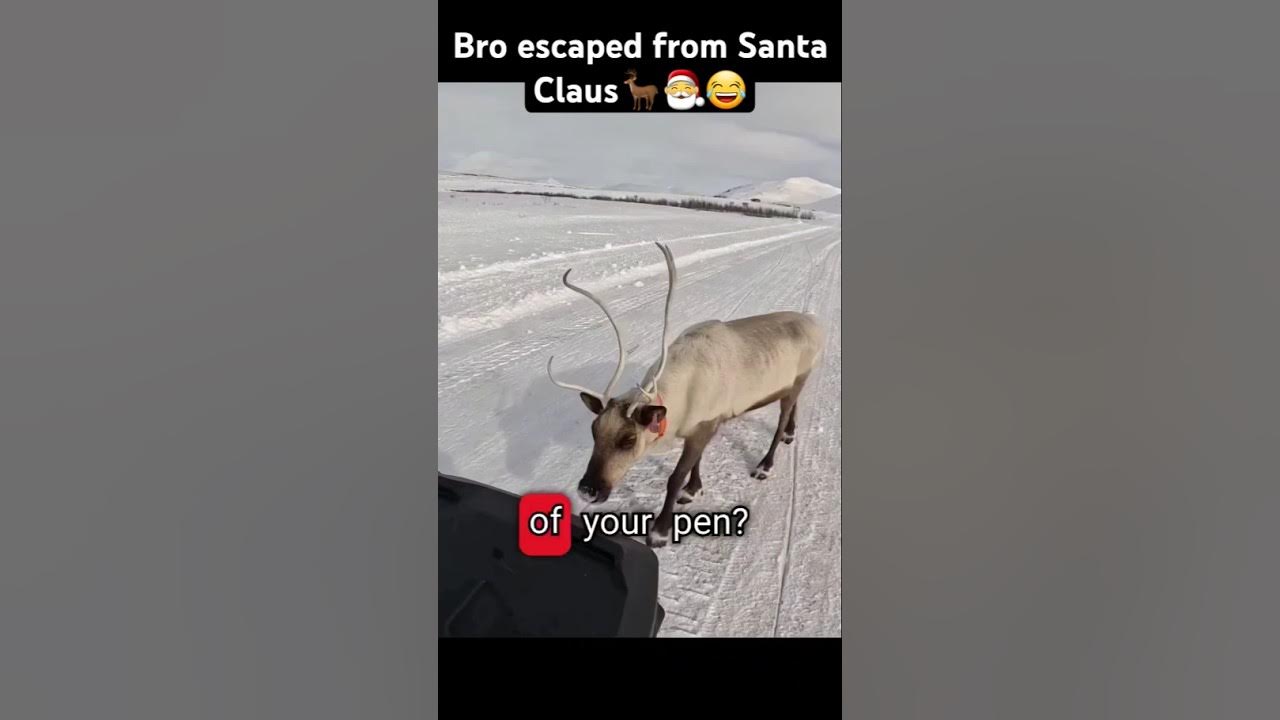 Rudolph is out of control😂🎅🦌 @OutdoorBoys #viralvideo #alaska # ...