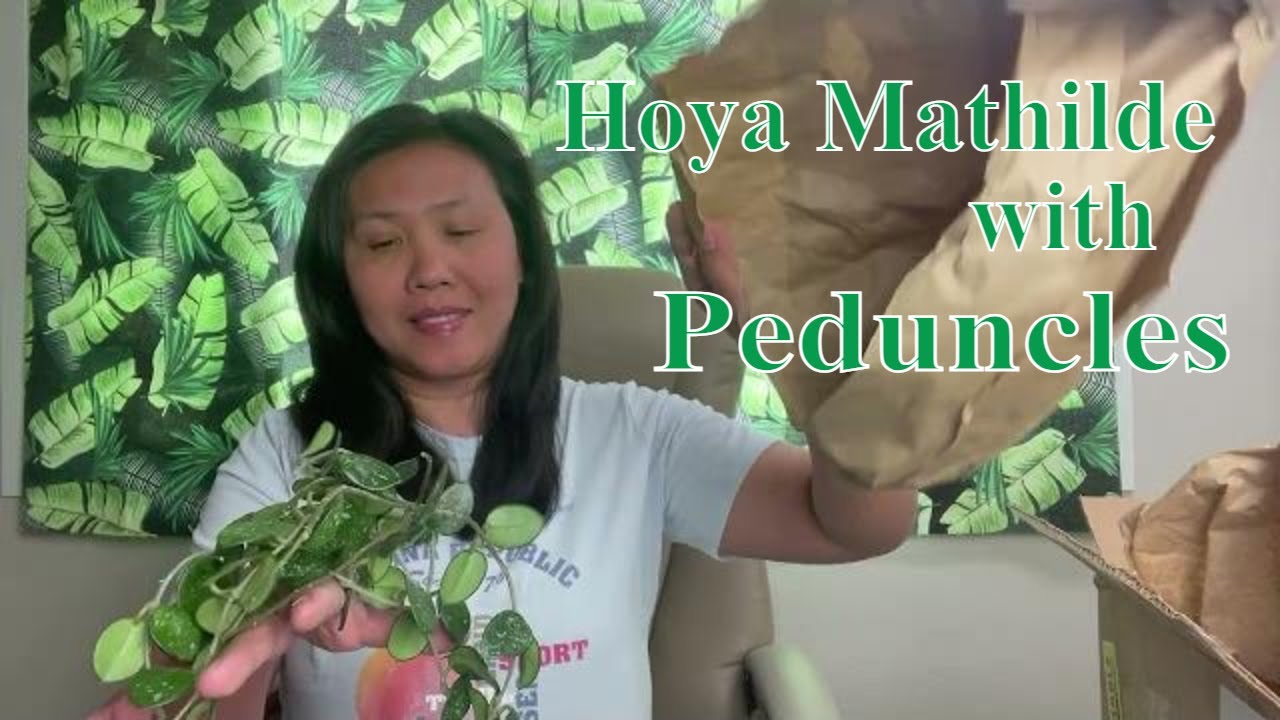 Hoya Mathilde with peduncles unboxing - YouTube