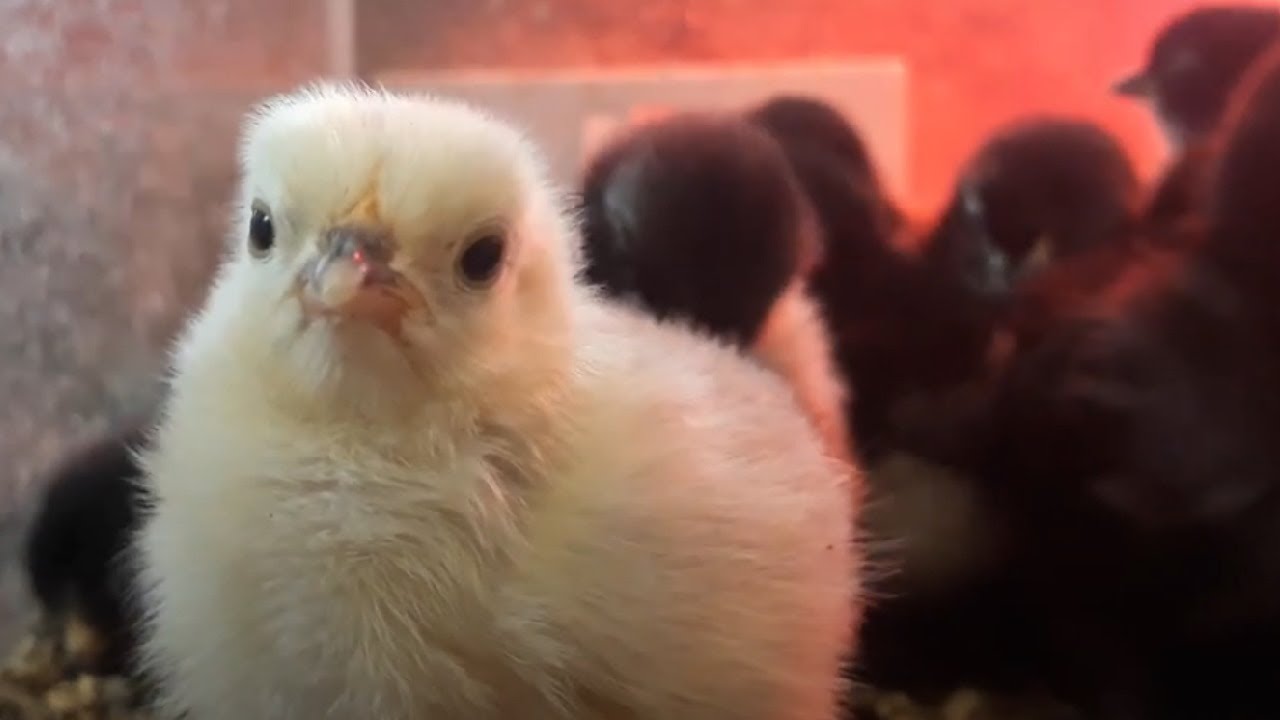 We KNOW we are cute, Pekin Bantam chicks - YouTube