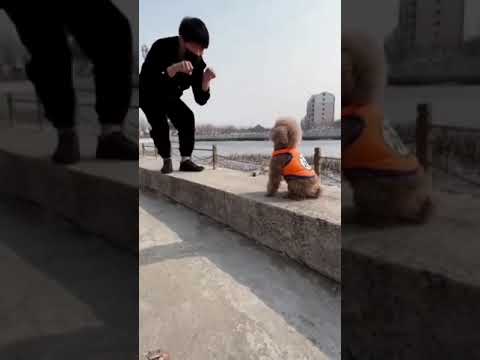 Aktör Kedi Köpekler