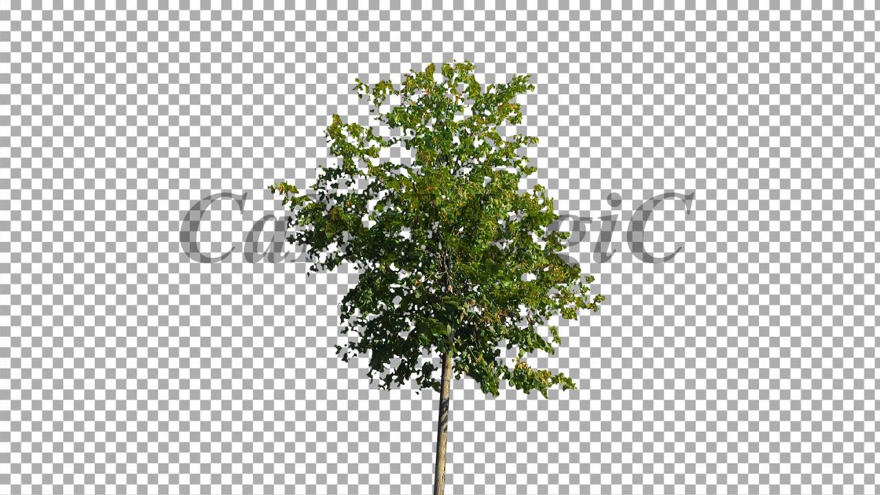 Real Tree Isolated On The Wind 38 - YouTube
