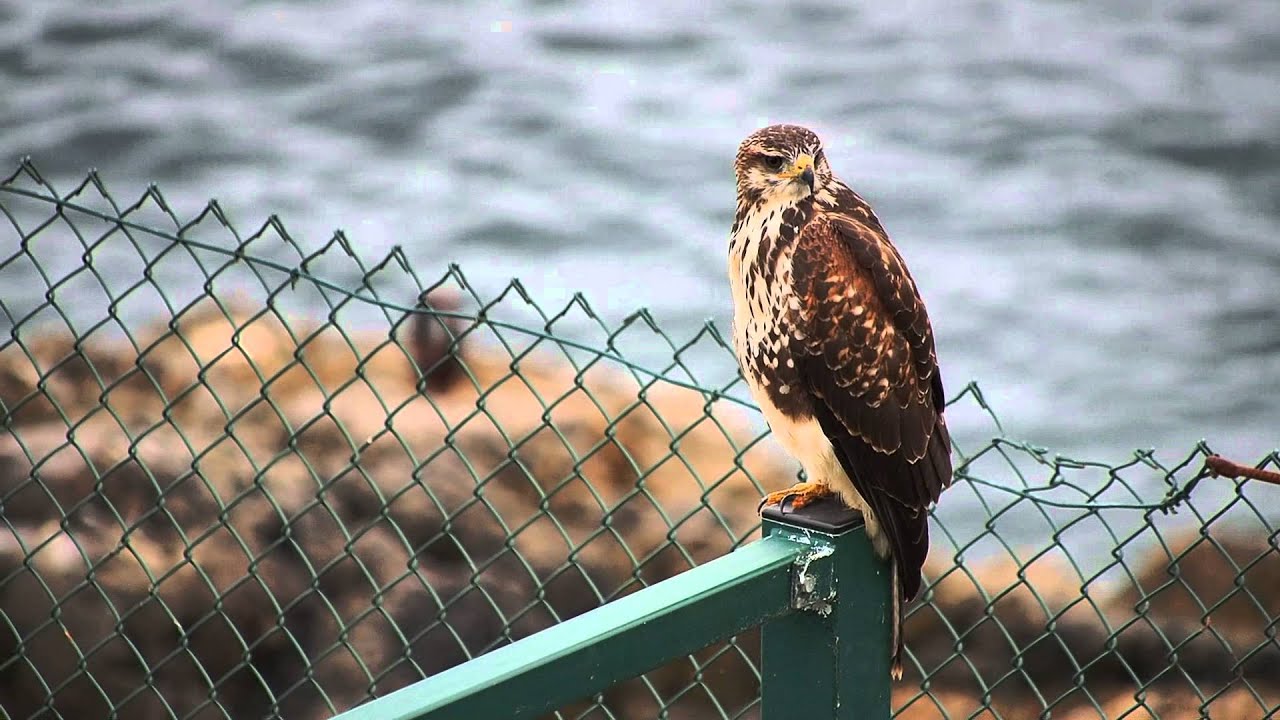 Hazzard (Common Buzzard x Harris Hawk hybrid) - YouTube