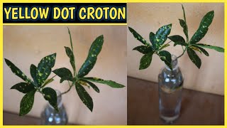 🔴HOW TO GROW YELLOW DOT CROTON PLANT FROM CUTTING IN WATER VERY EASY INDOOR PLANT @radhakantsvlog