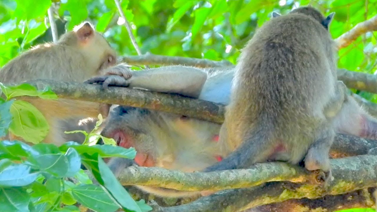 Jane has kindness monkeys Saxon and Brita not these two also Teresa ...