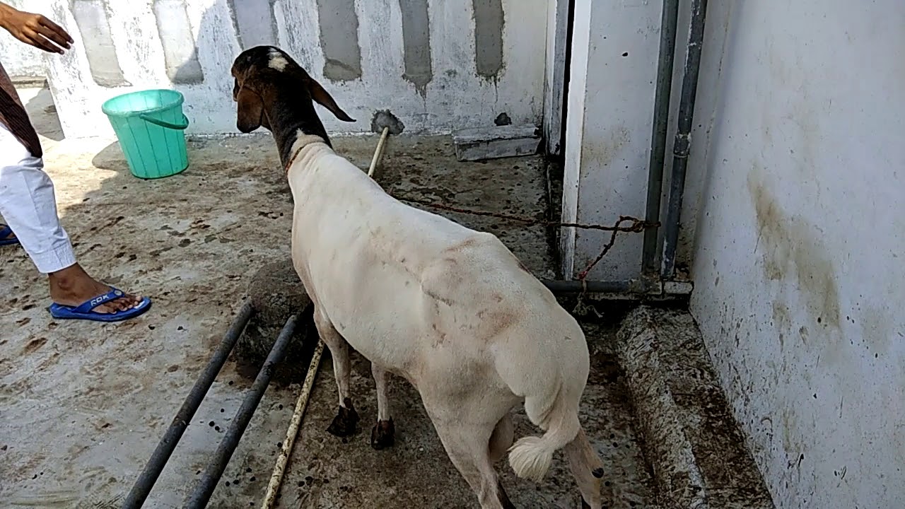 For sale nagori dumba male sheeps and other goats just 4 teeth call or ...