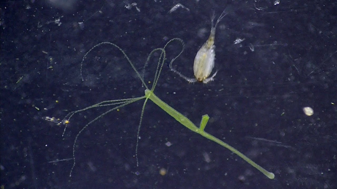 Hydra viridissima. Süßwasserpolyp. Grüne Hydra. Living in the pond ...