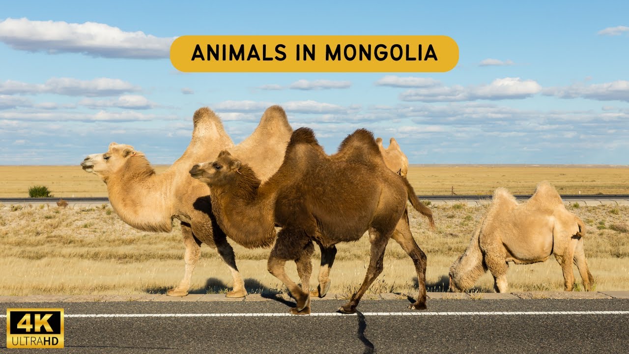 Animals in Mongolia | Exploring the Wildlife of Mongolia - YouTube