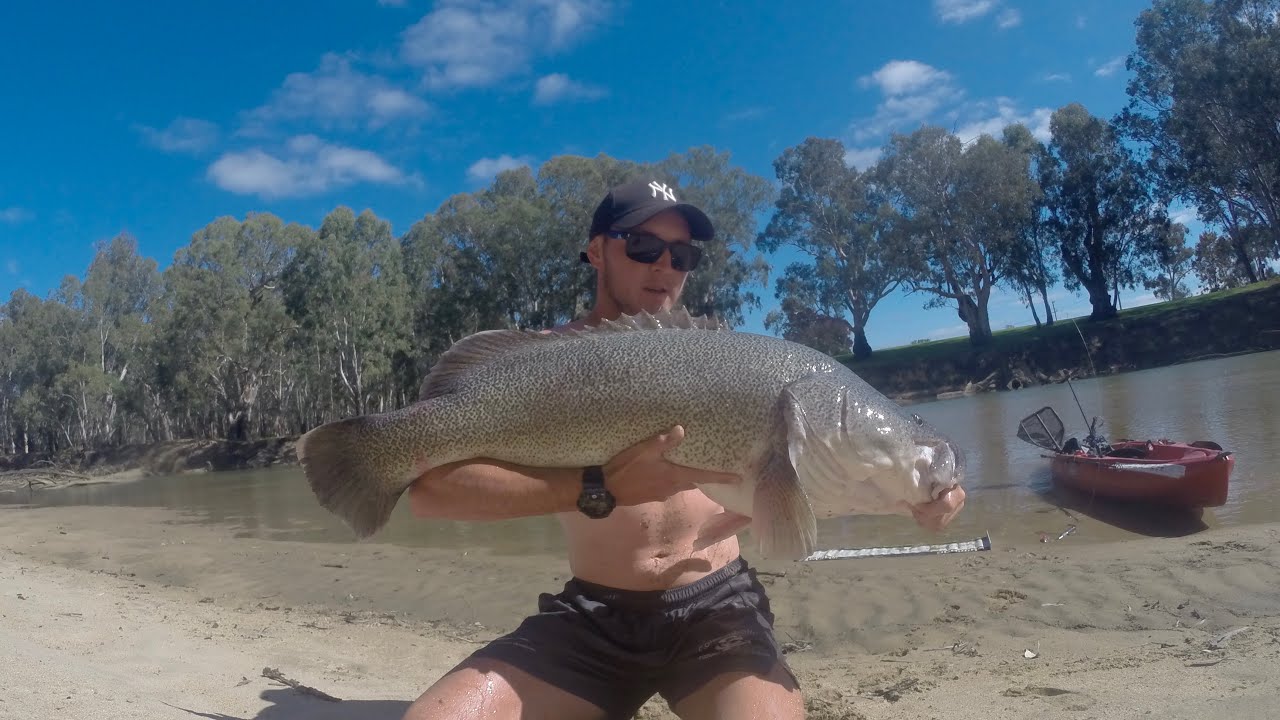 Murray Cod 1m+ River session - YouTube