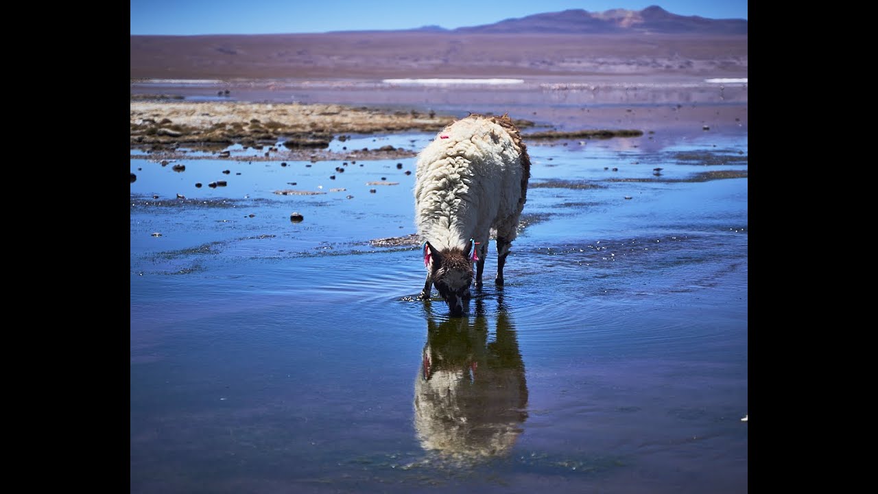 Bolivian Uyuni Salt Flats Llamas and Flamingos - YouTube