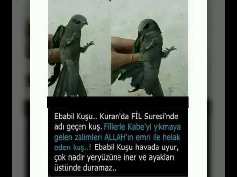 Yaradanın Eseri Olan 20 Hayvan...
