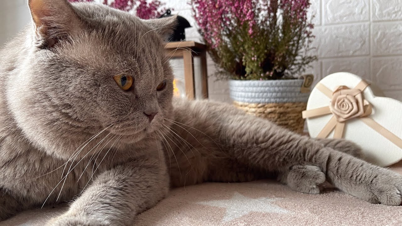 Squishy Chubby Cat Cheeks - YouTube