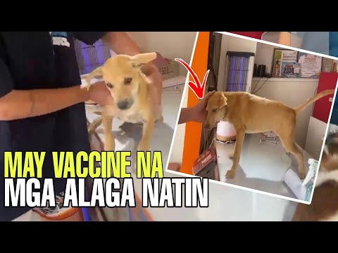 KAPSI AT HACHIRO MAY RABBIES VACCINE NA ! Gab Becera