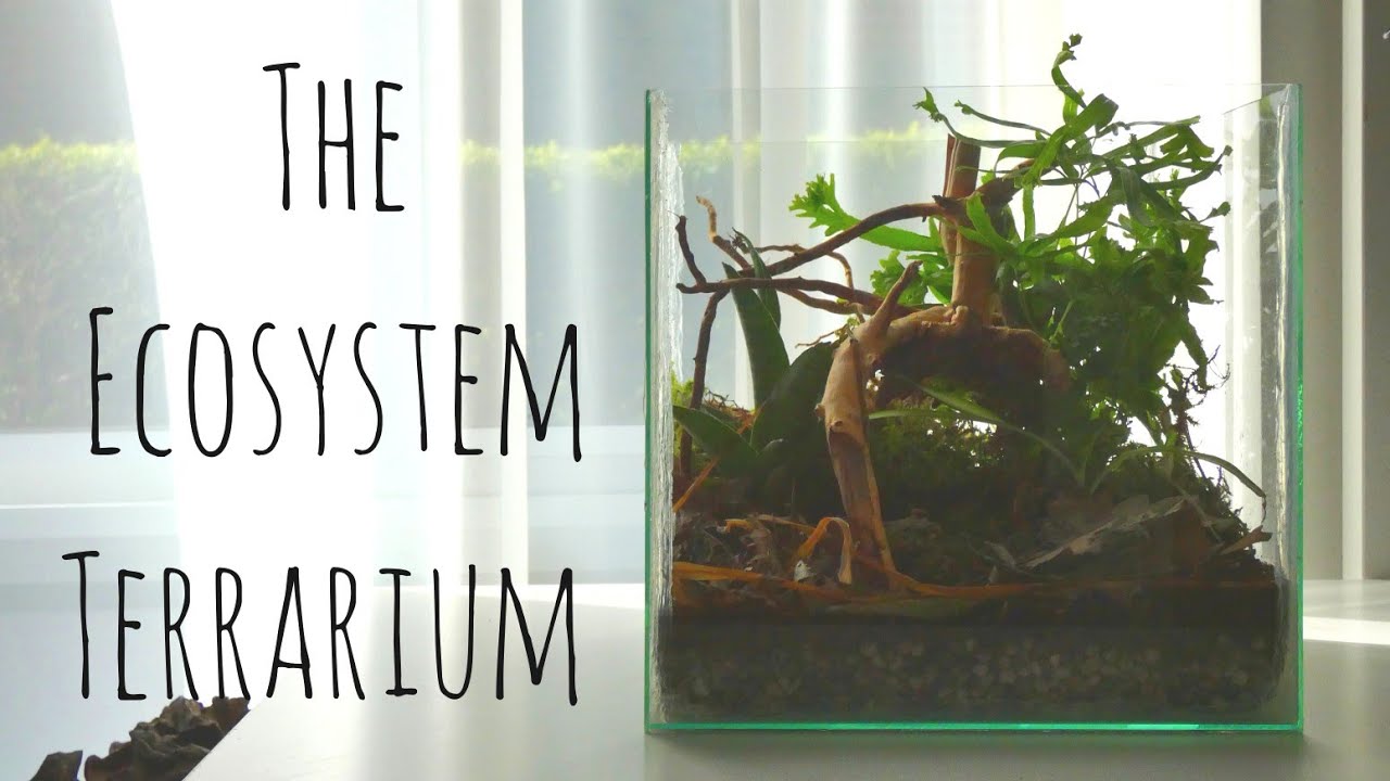 the ECOSYSTEM terrarium - YouTube