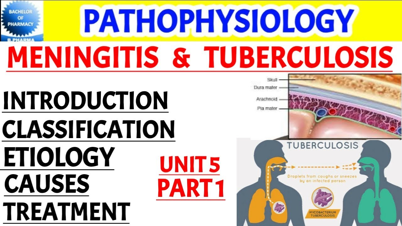 Meningitis pathophysiology || Tuberculosis Pathophysiology || Pharma ...