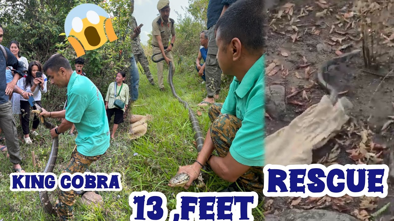I touched a King Cobra for the first time( Rescue 13 feet king cobra in ...