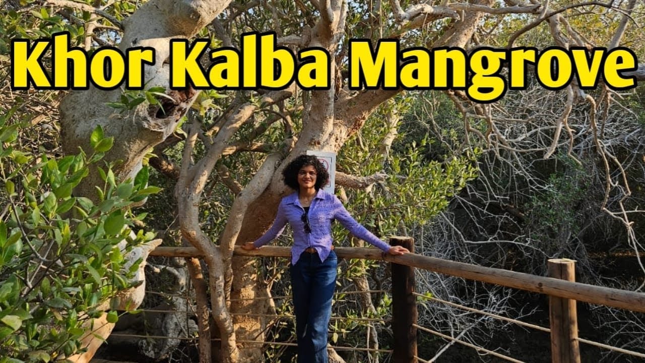 Trip to Khor Kalba Mangroves! - YouTube