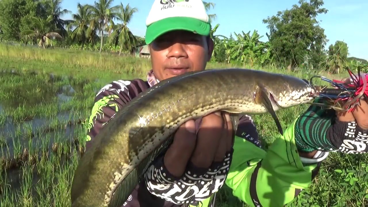 how to catch fish - sneak head fish in Thailand 002 - YouTube