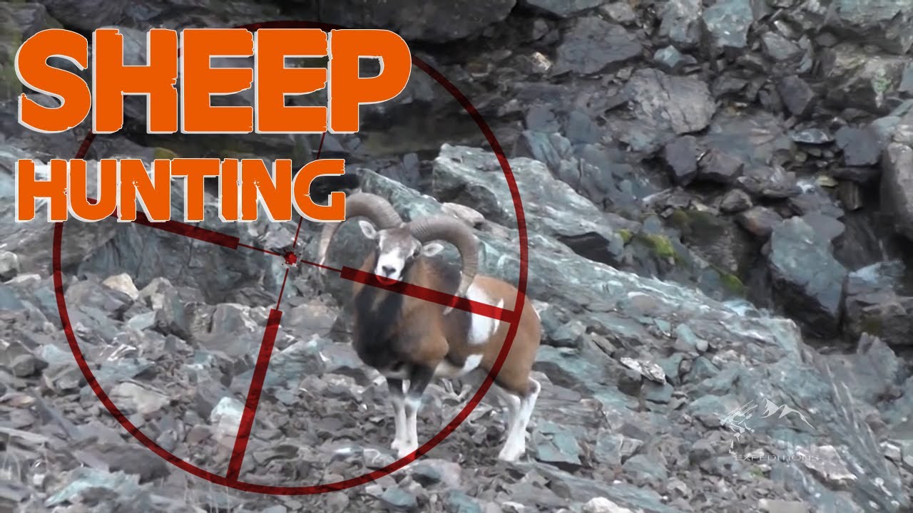 Hunting Mediteranean Sheep / 2015 - YouTube