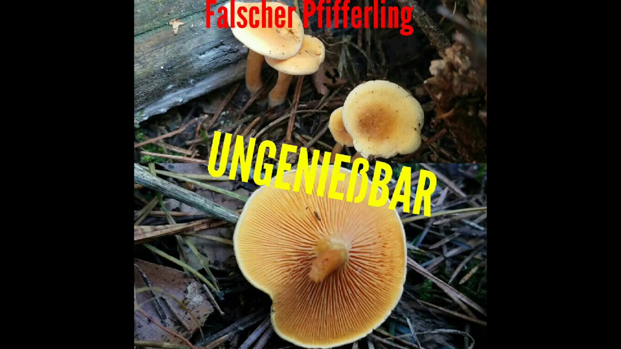 Der Falsche Pfifferling (Hygrophoropsis aurantiaca) #LoveNature - YouTube