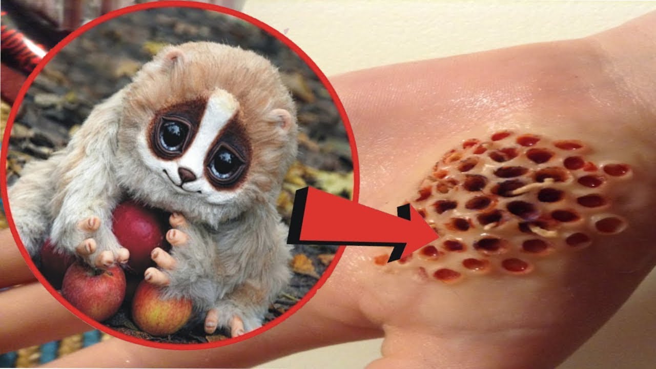 10 CUTEST Animals You Should NEVER Touch YouTube 10-cutest-animals-you-should-never-touch-youtube