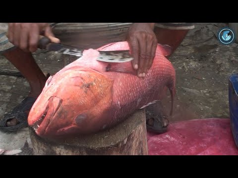 Red Vol Fish Cutting Skills Middle Point Fishing. - YouTube