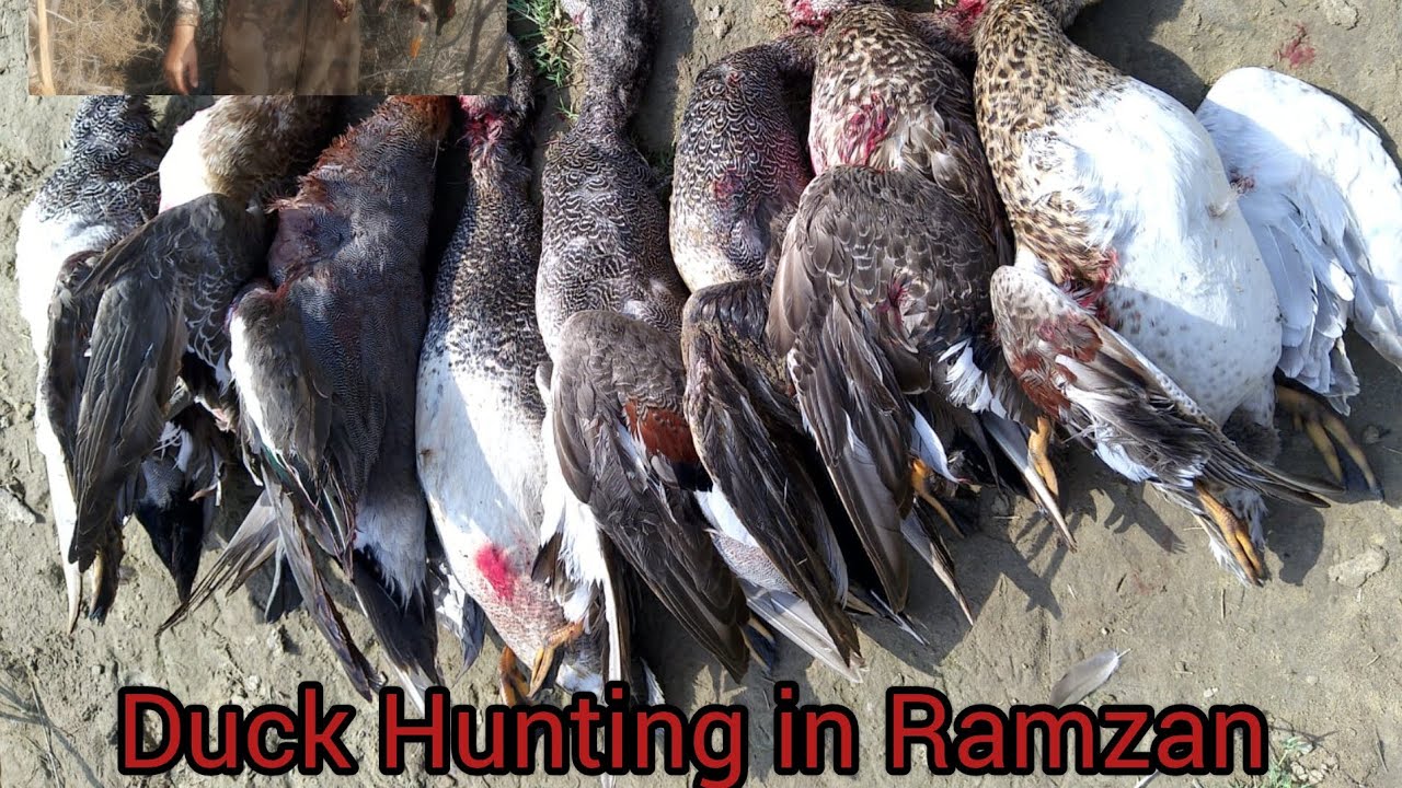 Duck Hunting in Ramzan #Duck hunting in Pakistan - YouTube