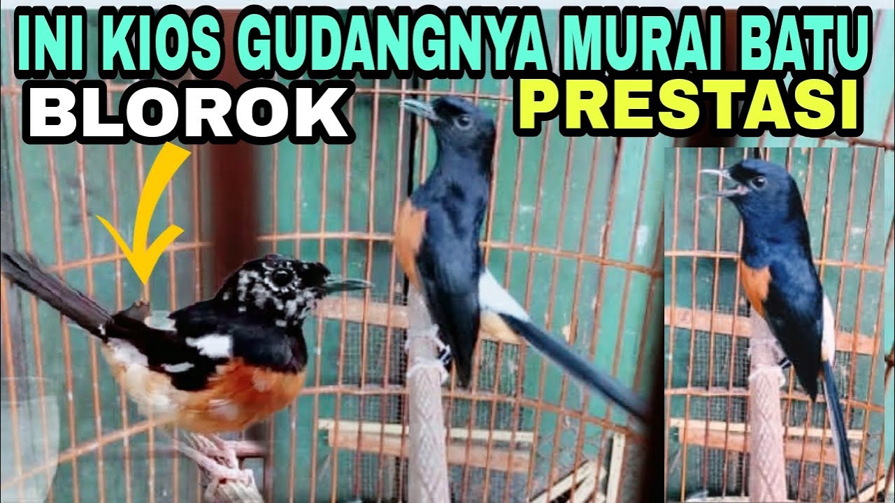 WOW DI KIOS INI MURAI PRESTASI DAN BLOROK,SPLIT PANDA TERSEDIA DI PASAR ...