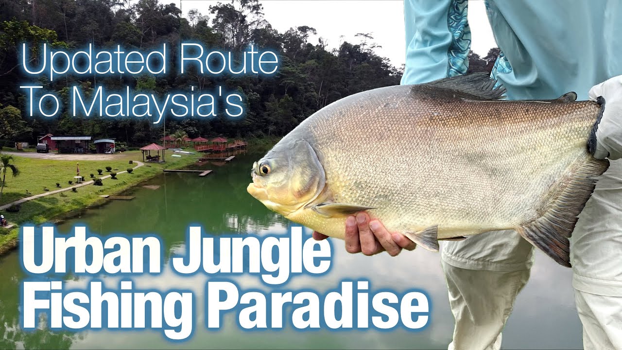 Drive into Empangan Air Kuning (Pandu masuk dan mancing di Taman Botani ...