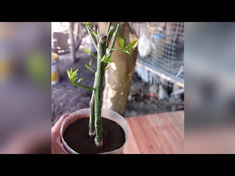 how to propagate calamansi tree from cutting using tissue. ( pagtanim ...
