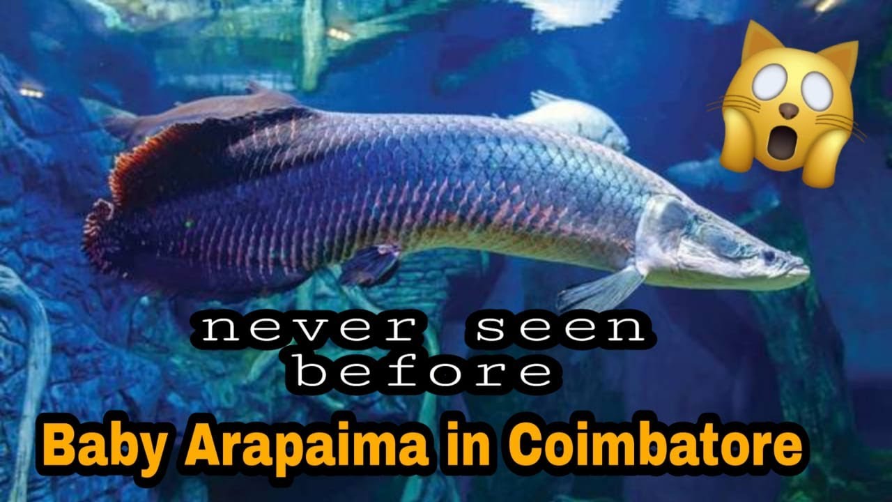 Baby Arapaima in Coimbatore! | OMG😱 | Exotic fish | Pets for You - YouTube