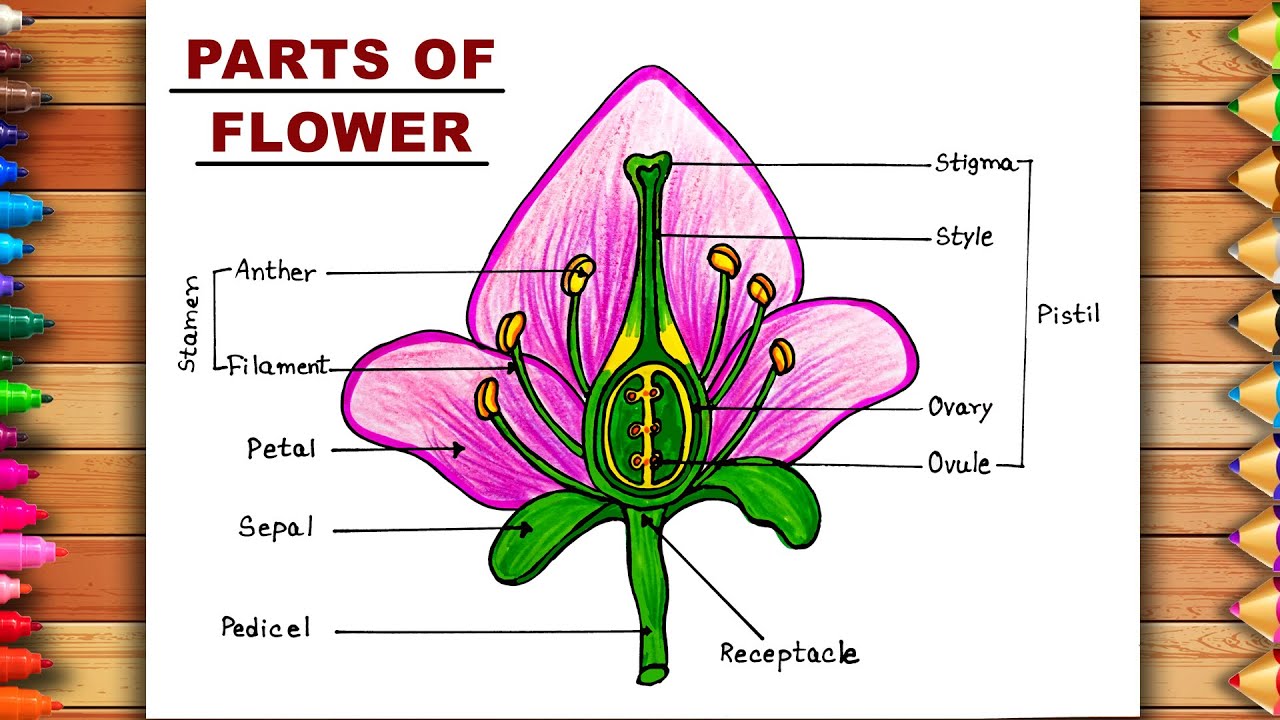 Easy Parts of A Flower Drawing | Diagram of Parts of Flower | Labelled ...