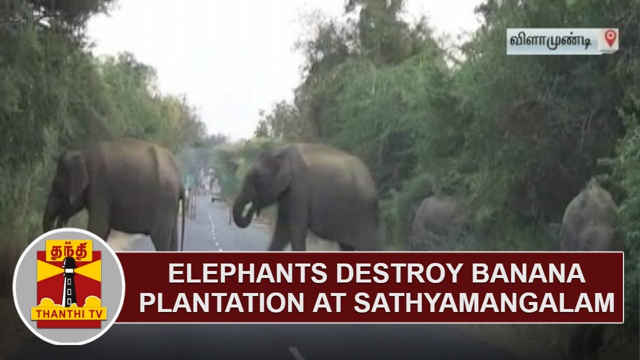 Elephants destroy Banana Plantation at Sathyamangalam | Thanthi TV ...