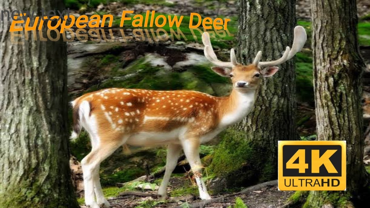 European Fallow Deer in Zoo #fallow #deer #animals #4k #youtube # ...