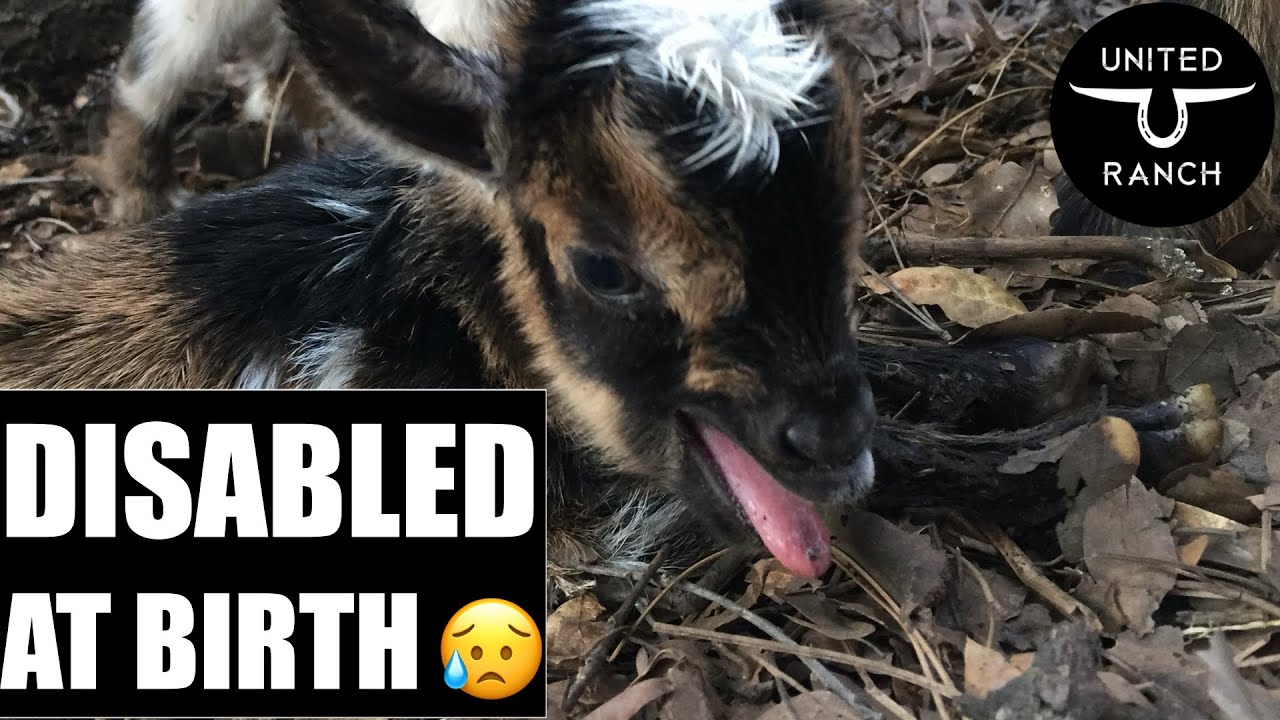 Cutest Disabled Baby Goat's First Week || United Ranch - YouTube