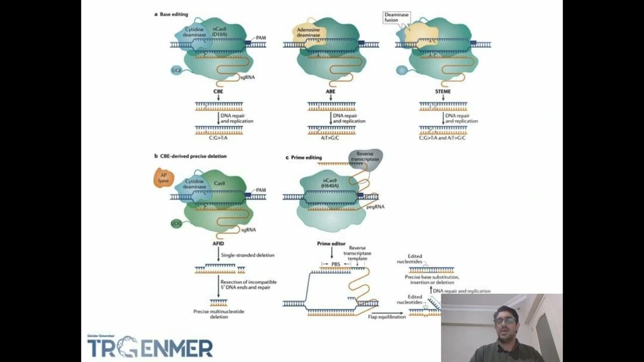 Crispr Base Editor And Prime Editor Toolbox And Applications Youtube