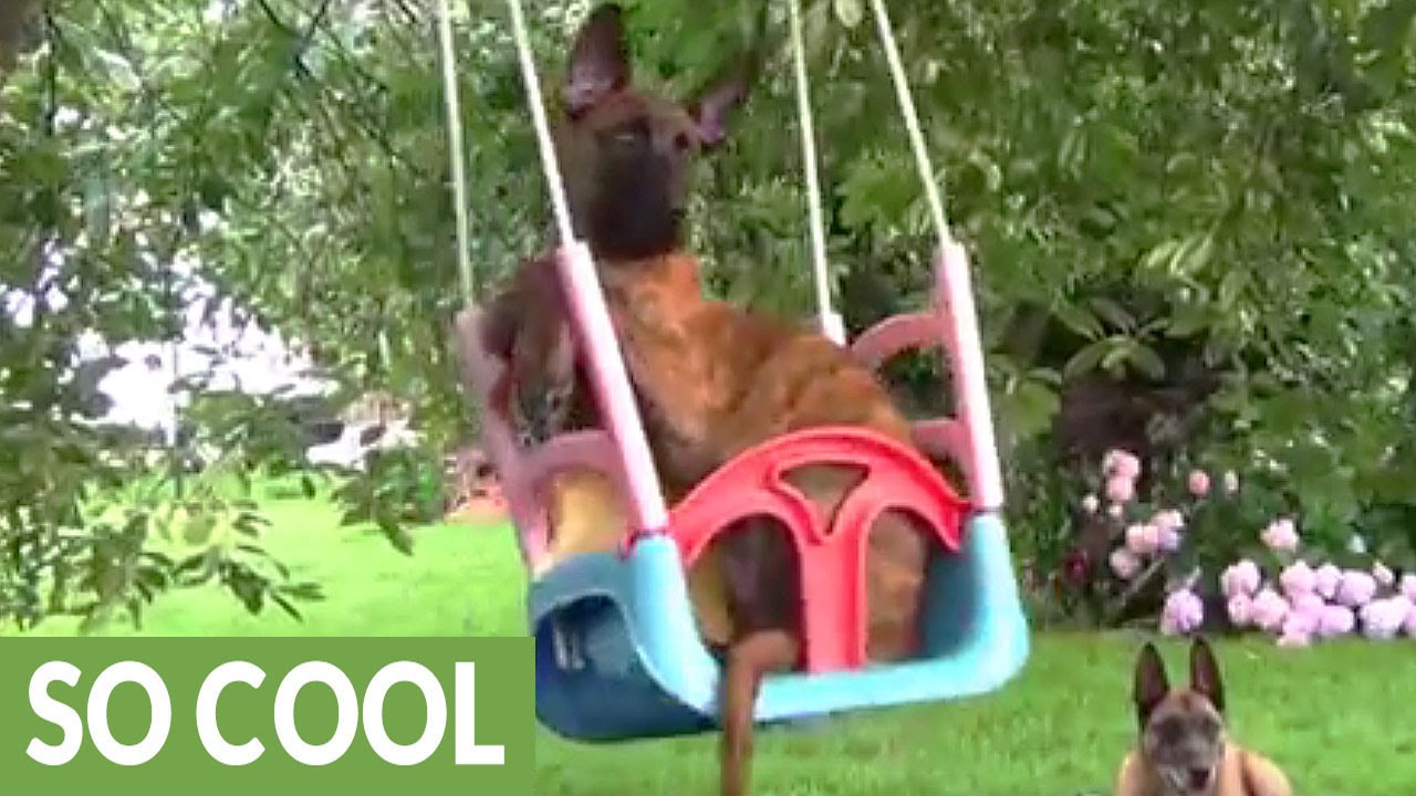 Adorable puppy enjoys relaxing ride on swing - YouTube
