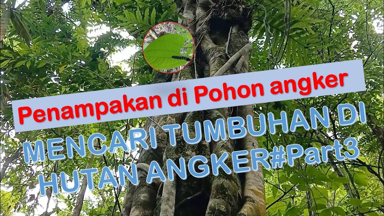 MENCARI TUMBUHAN DI HUTAN ANGKER#Part3 - YouTube