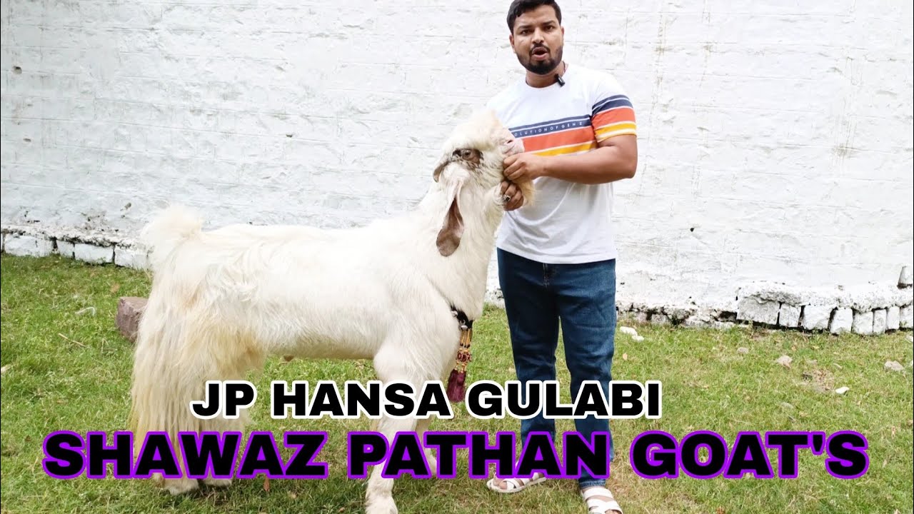Extreme Quality Khubsurat Hansa Bakra Malwa Bakra Gulabi Shawaz Pathan ...