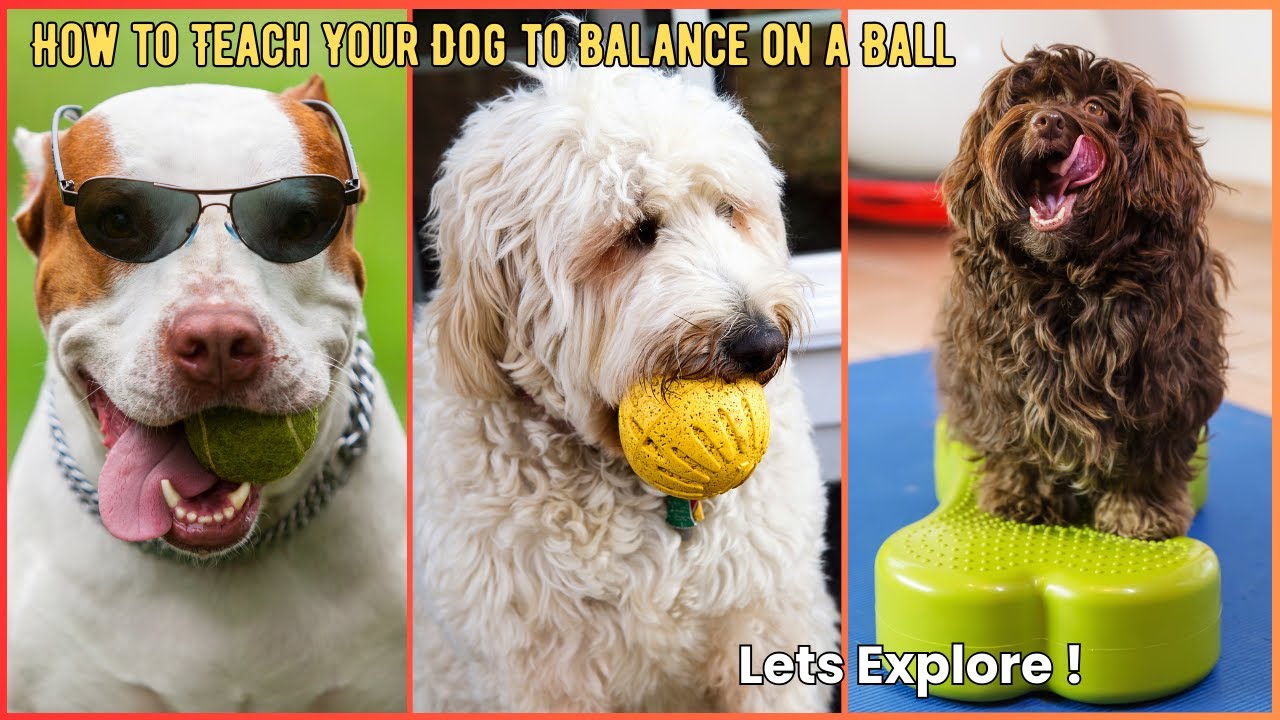 How to Teach Your Dog to Balance on a Ball | V194 | Dogs | Dog | Cute ...