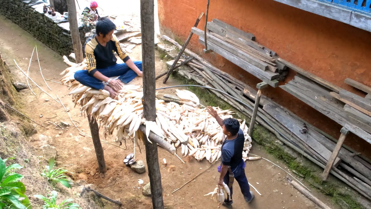 Storing Maize after Cultivation in the village - YouTube