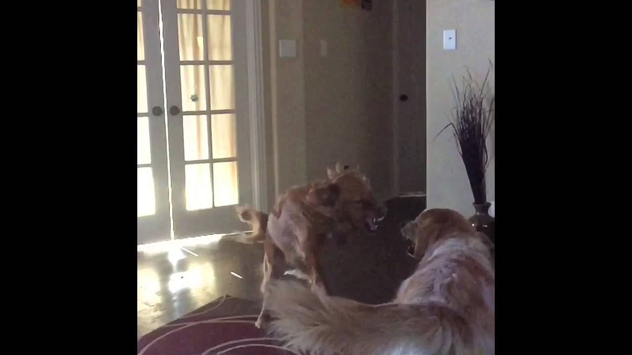 Simba Vs Scar-Lion King Fight Scene HD - YouTube