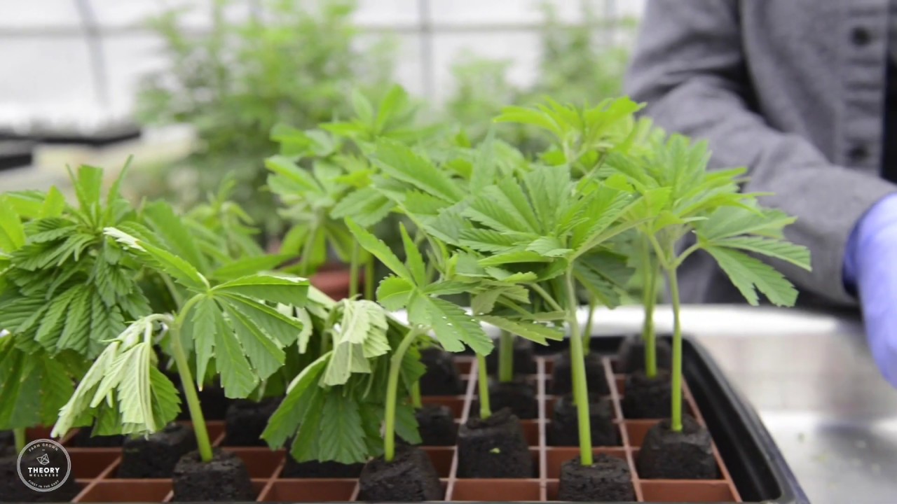 Cloning Cannabis Plants - On the Farm with Theory Wellness - YouTube