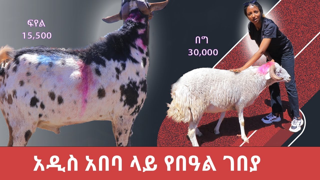 አዲስ አበባ ላይ የበዓል ገበያ|ፍየል 15,500 ብር በግ 30,000 ብር| |Andebet Tube| - YouTube